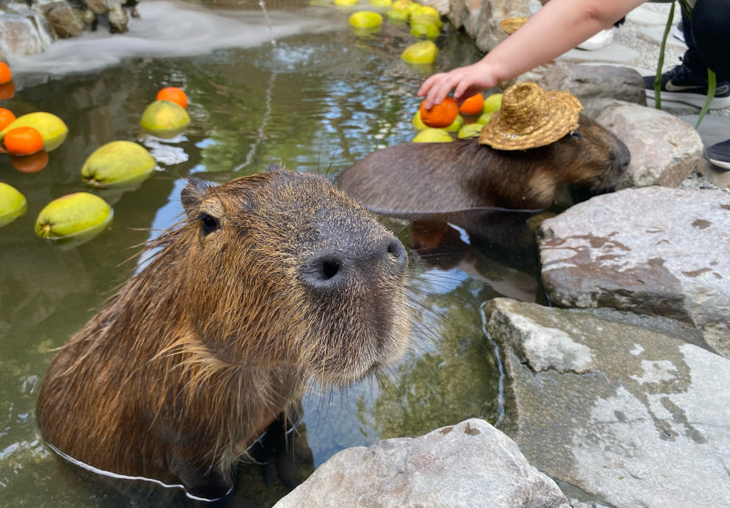 Zhangmeiama‘s Farm - LOHERB