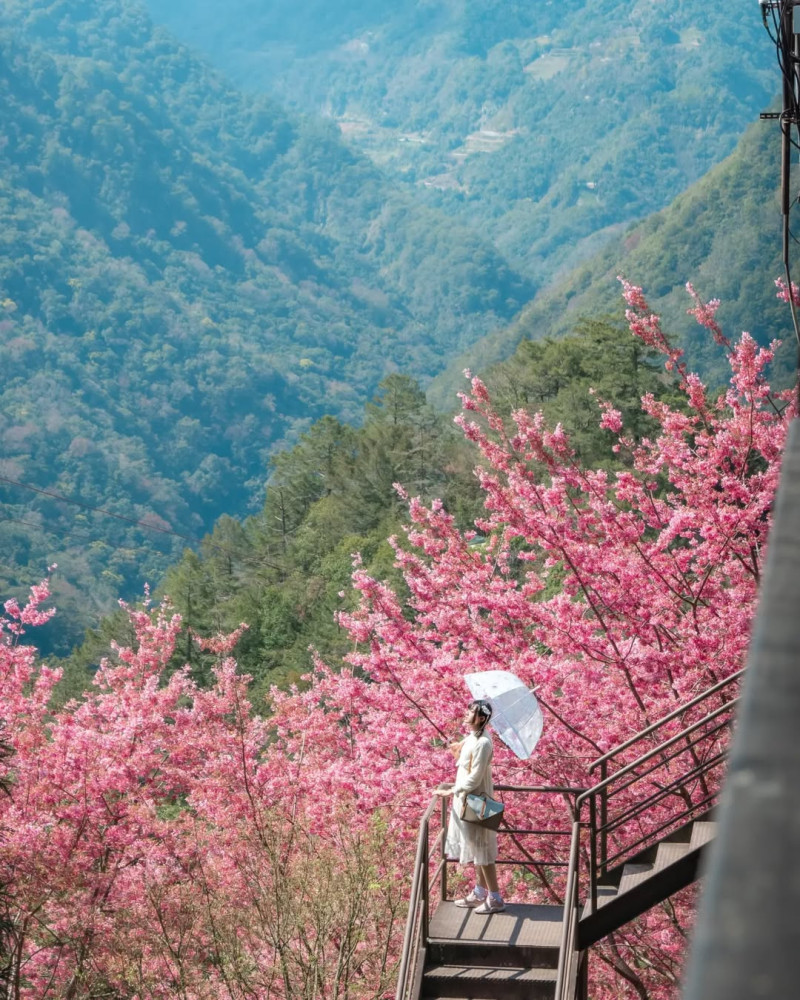 Spring Exclusive! Top 10 Hidden Flower Viewing Spots in Taiwan - LOHERB