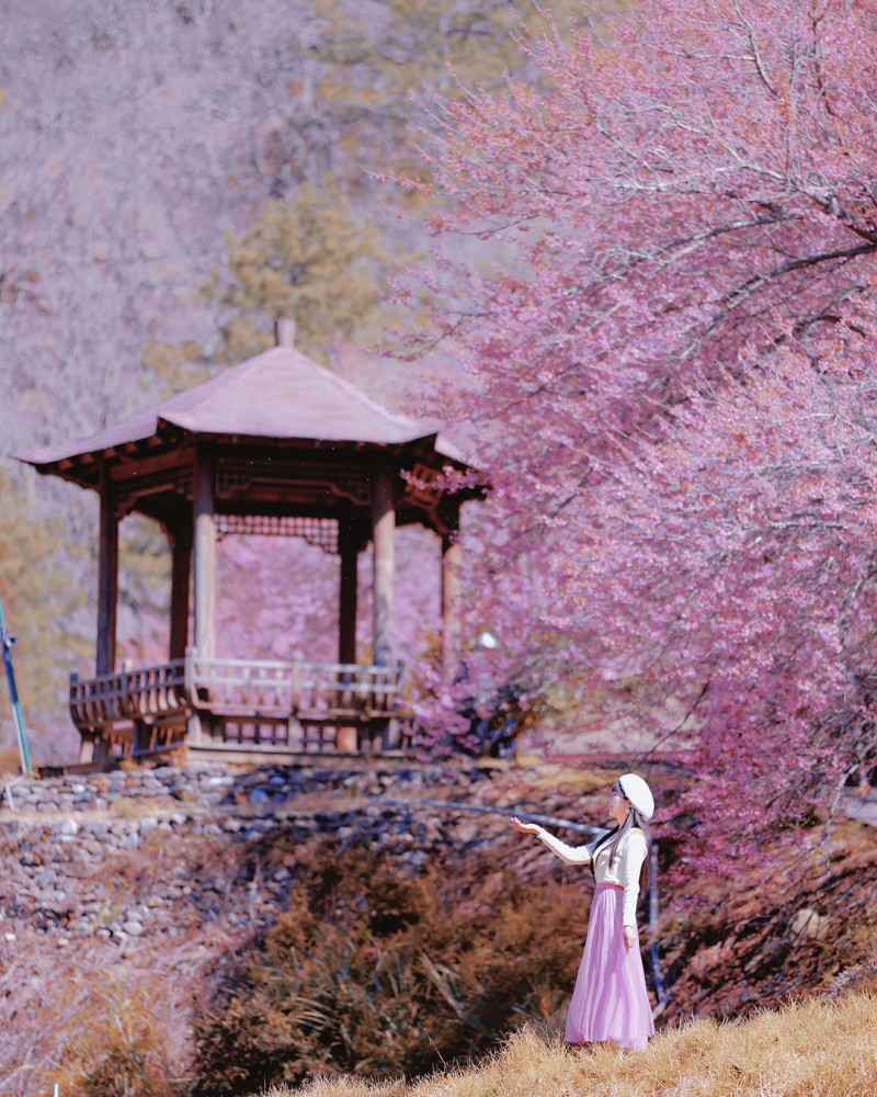 Spring Exclusive! Top 10 Hidden Flower Viewing Spots in Taiwan - LOHERB