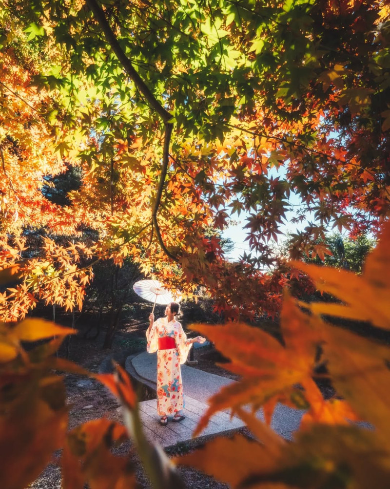 Autumn Exclusive! Top Maple Leaf Viewing Spots in Taiwan — 日光綠築 LOHERB ...