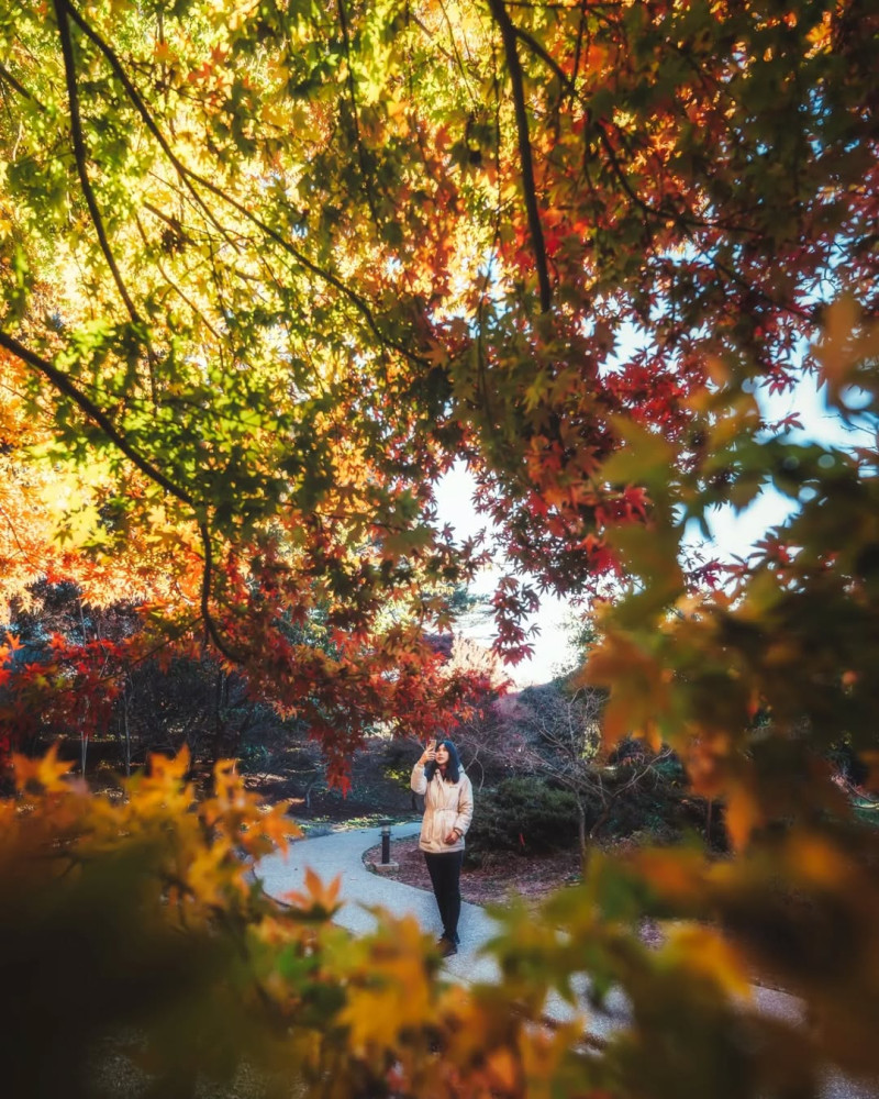 Autumn Exclusive! Top Maple Leaf Viewing Spots in Taiwan — 日光綠築 LOHERB ...