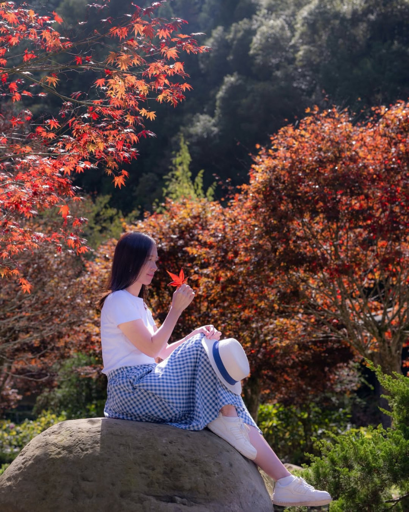 Autumn Exclusive! Top Maple Leaf Viewing Spots in Taiwan — 日光綠築 LOHERB ...